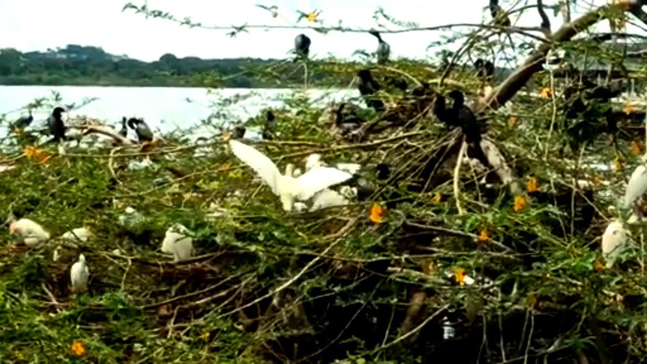 How Birds Engineer Their Homes:Architectural Nesting Structures in ...
