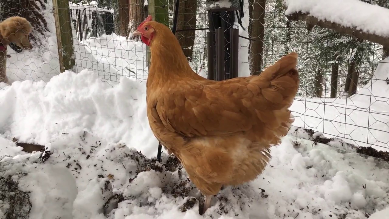 Deep snow chickens - YouTube