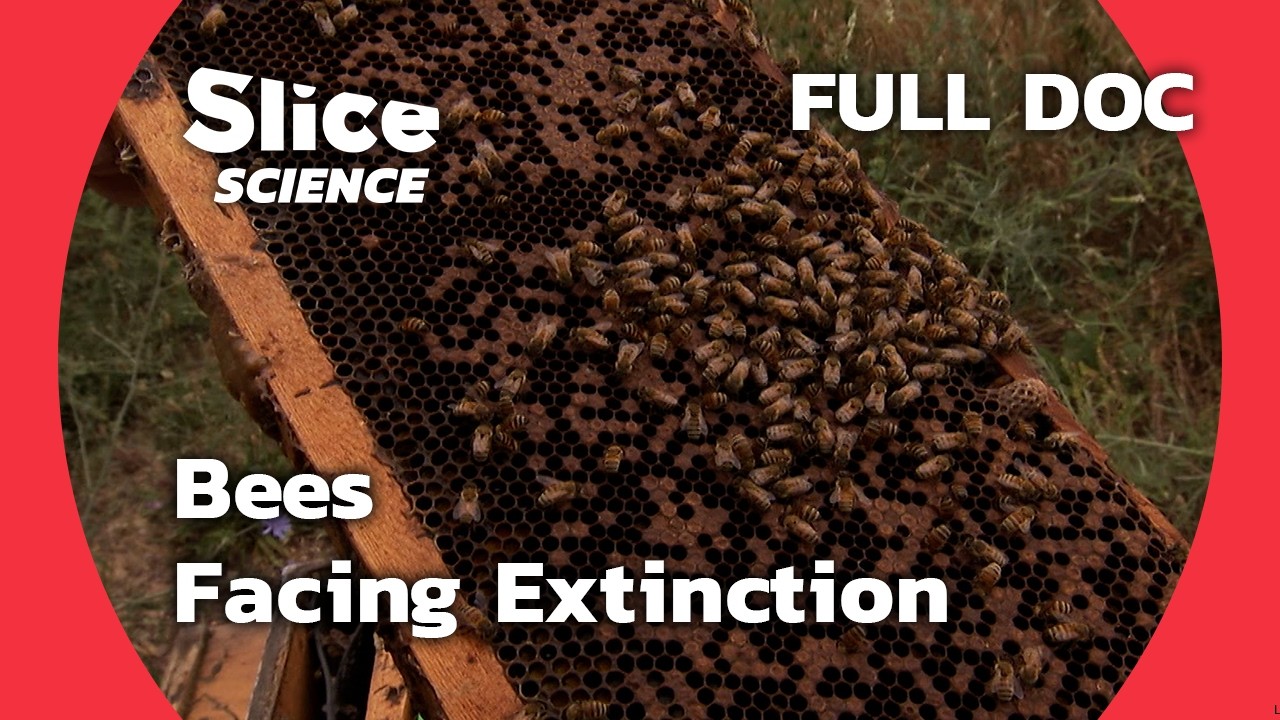 Bees on the Edge: Uncovering the Extinction Crisis | SLICE SCIENCE ...