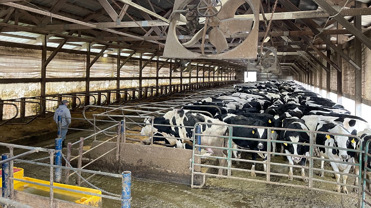 Fixing stalls in our freestall barn! - YouTube