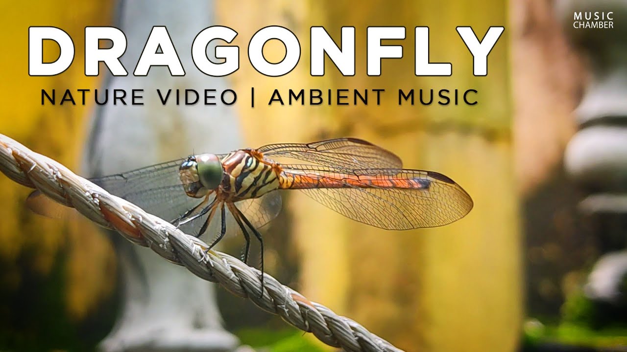 Dragonfly No copyright Video | Ambient Music | Music Chamber 2 - YouTube
