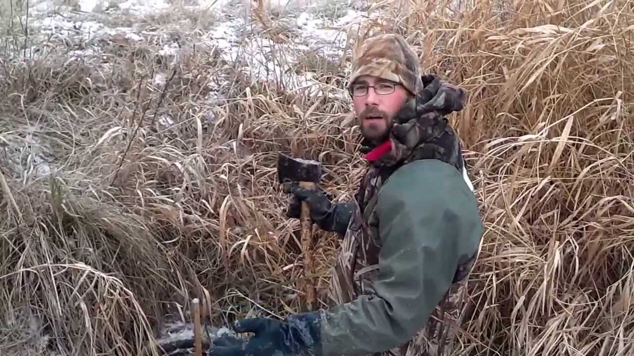 Catching a muskrat in a 110 conibear. - YouTube