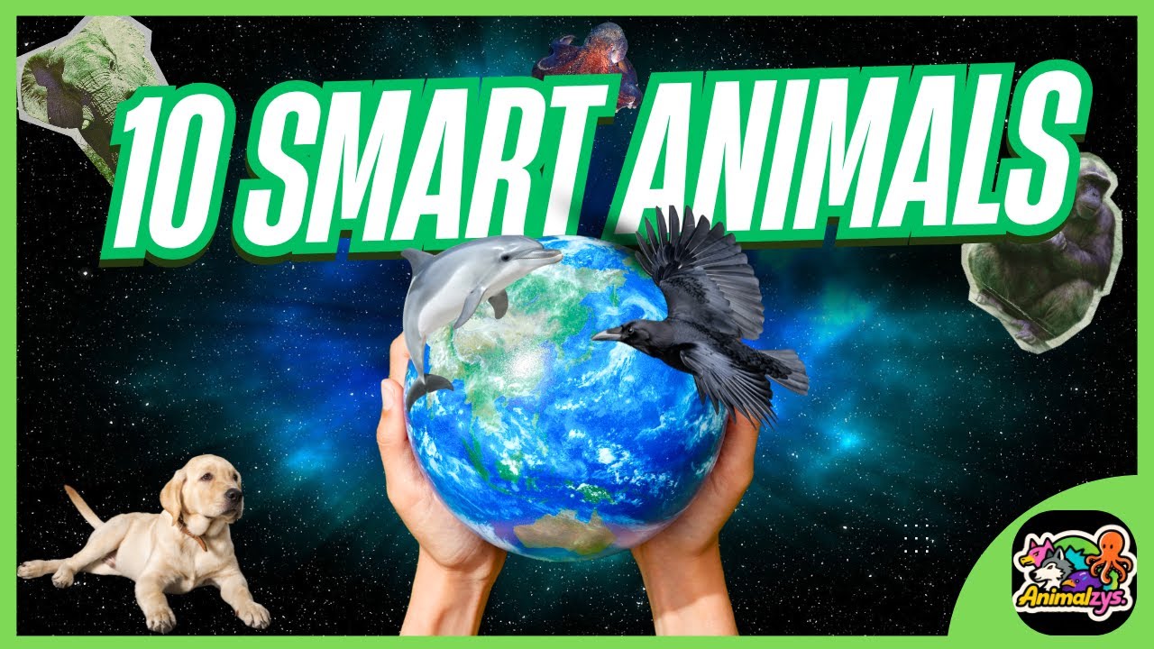 Top 10 Smartest Animals in the World (You Won’t Believe #3!) - YouTube