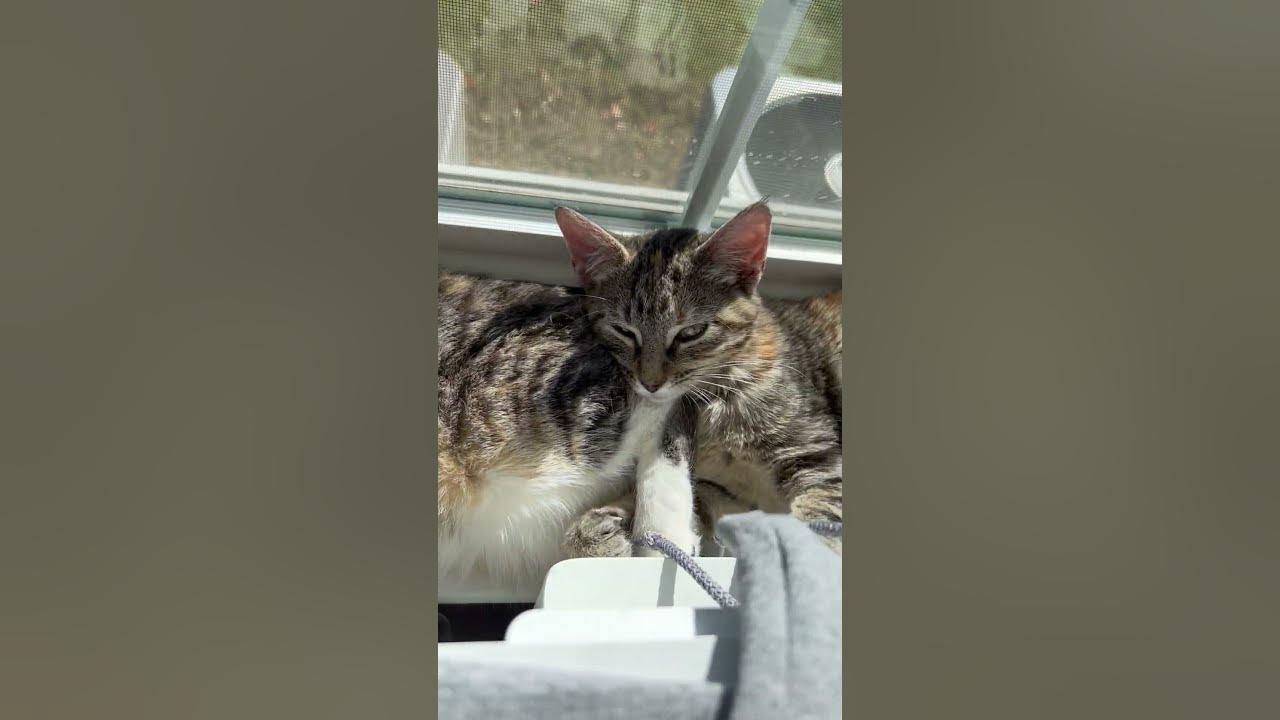 Chat GPT & Cat GPT Are Perfect Girlies - YouTube