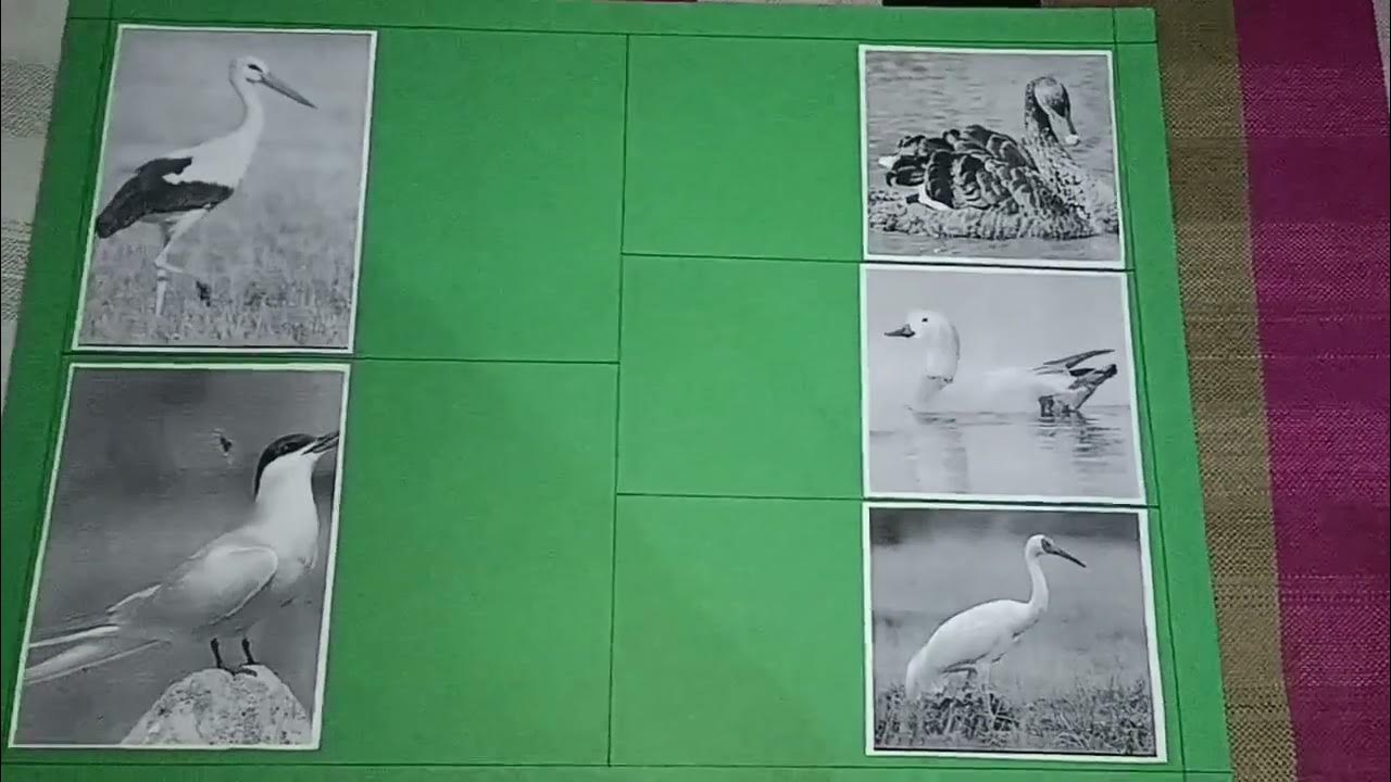 Making a Migratory Birds Chart 🦩🦢🦤🦆 - YouTube