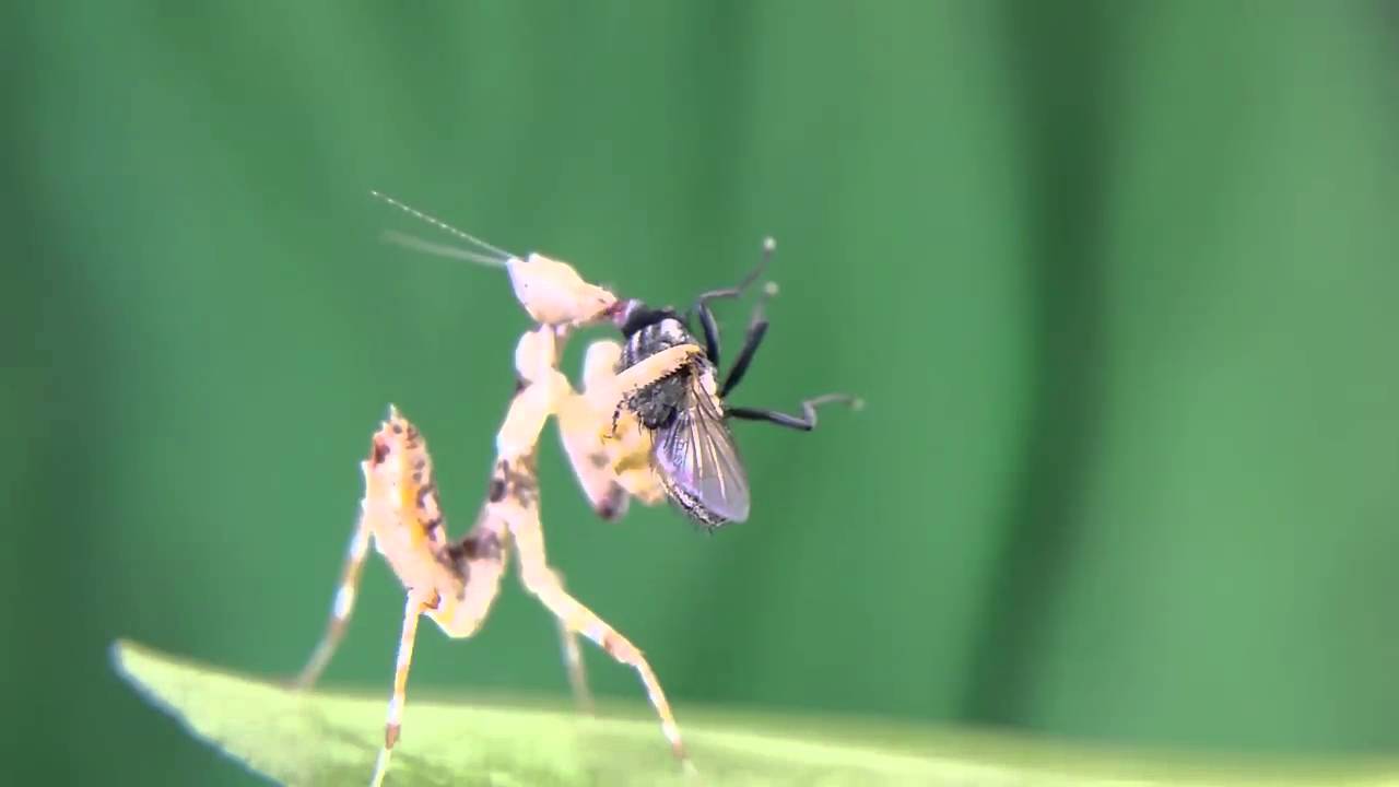 Mantis eats fly alive - YouTube