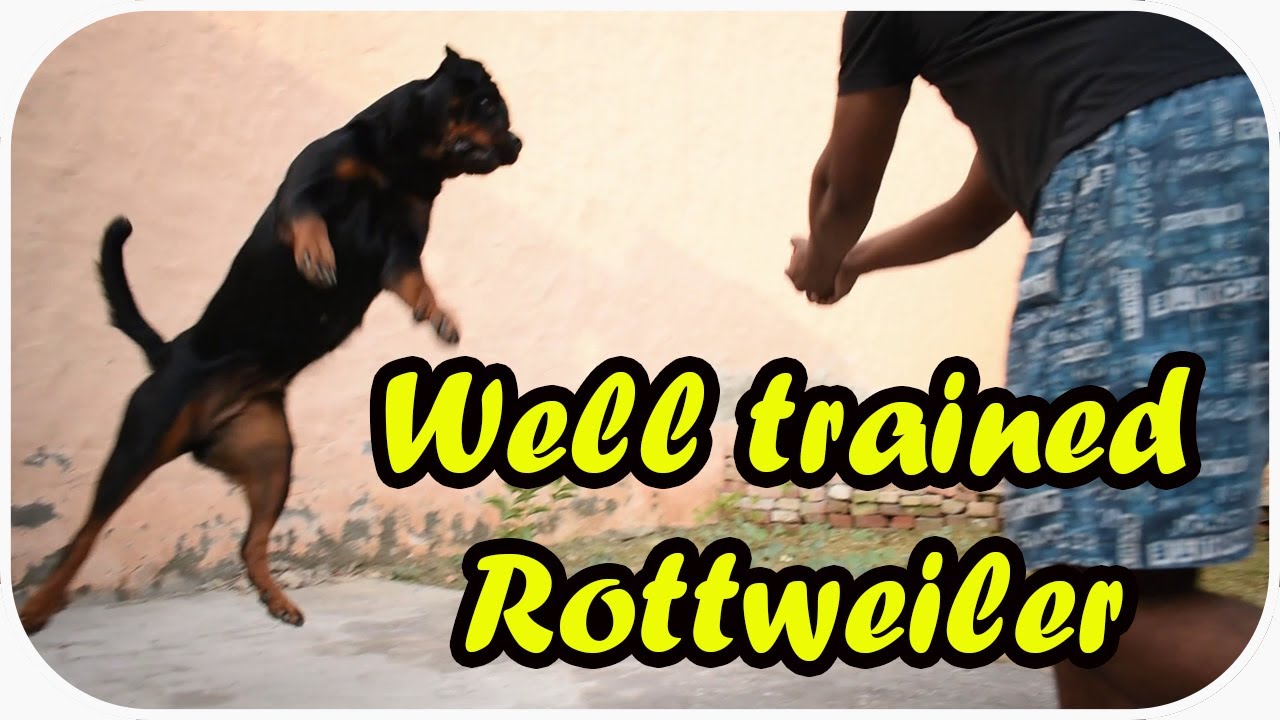 well trained rottweiler - YouTube