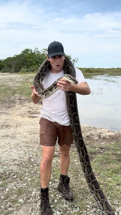 Massive Python Found in the Everglades! #reptiles #snake #python - YouTube