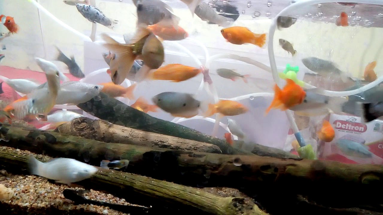 Collar fish.com - YouTube