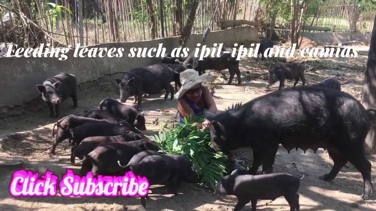 Organic feeding for free range native pigs by OFW - YouTube