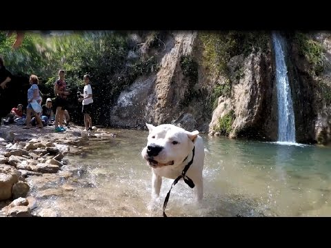 Funny Dog Video-Dogo Argentino - YouTube