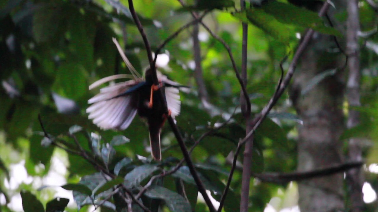 Wallace's Standardwing - YouTube