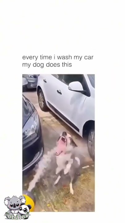 Cute and funny dogs compilation😂 #funnydog #funnypet #cutedog #dogsoftiktok #doglover #dog #fyp ...