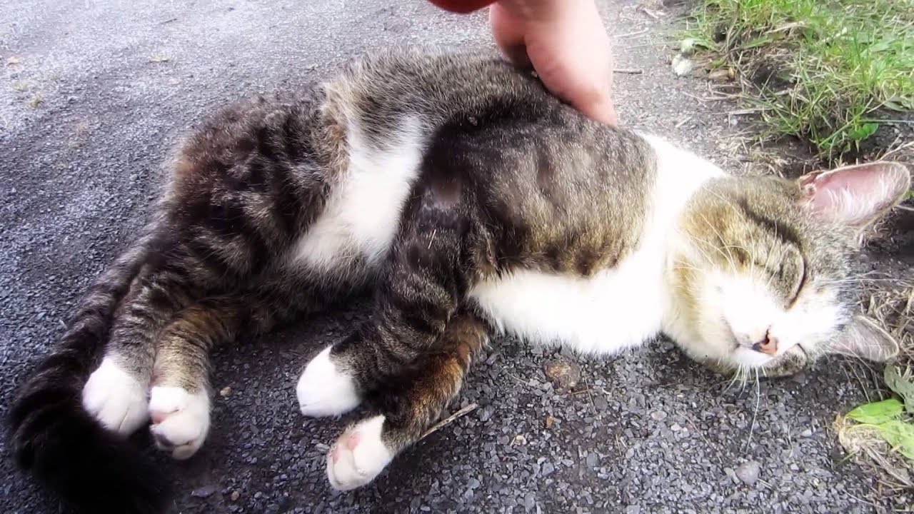 Gatto fa le fusa - Beautiful cat - YouTube