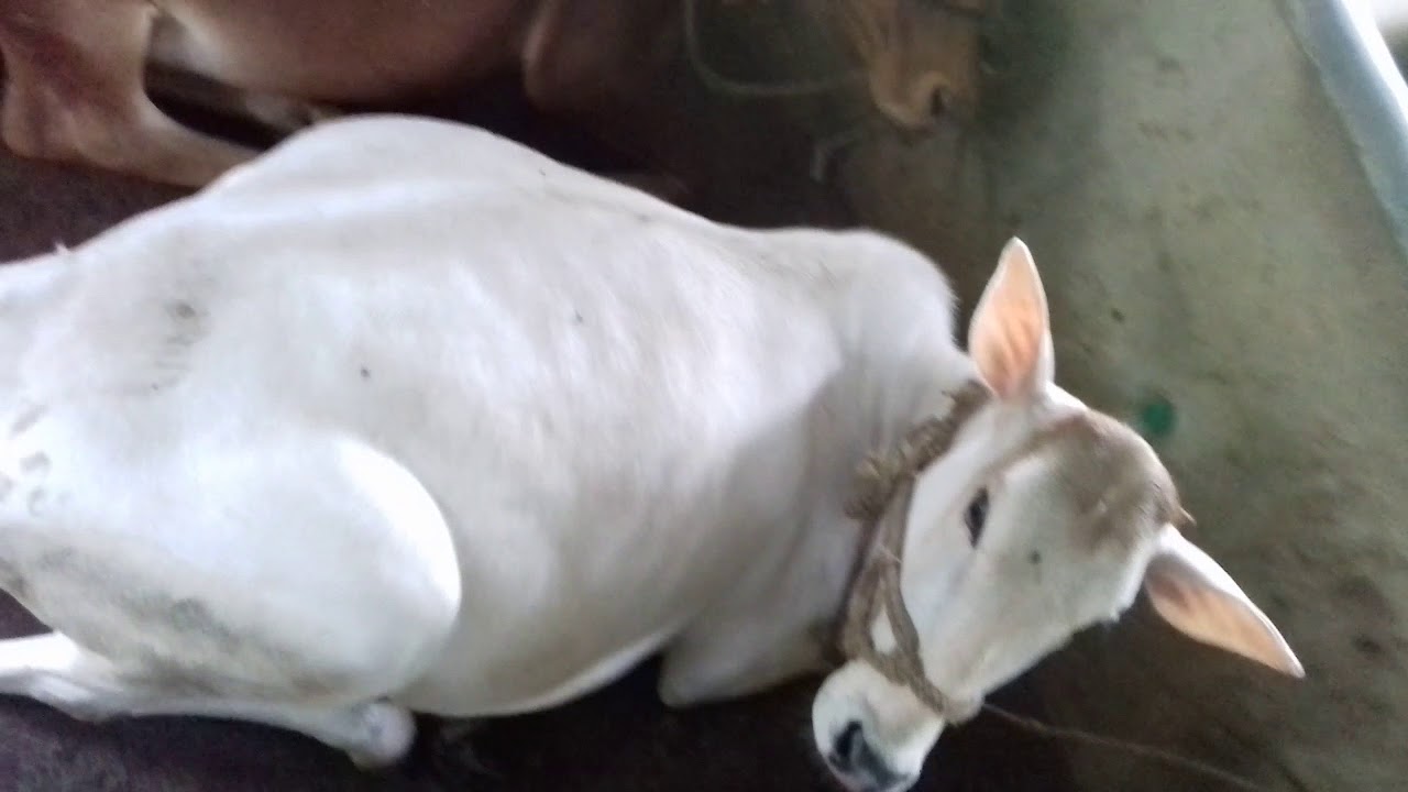 cow fram - YouTube