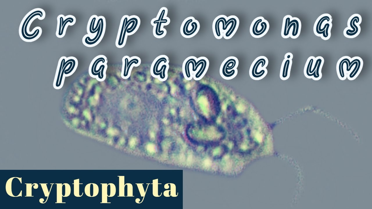 Cryptomonas paramecium (Cryptophyta) - YouTube