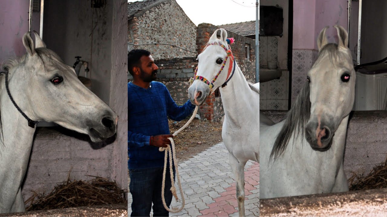 Mare:- sanny | Manki* Moto Fauji | Owener :- mahedrabhai khachar ...