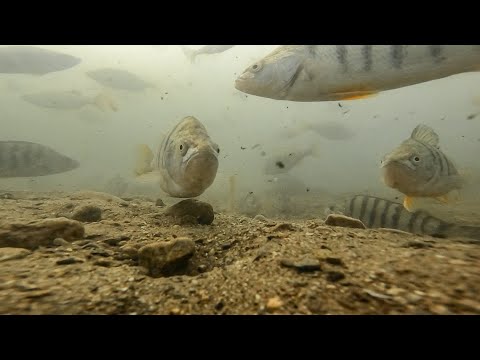 ТРЕЙЛЪР от дъното на язовира. Живот на 7 метра дълбочина #Shorts