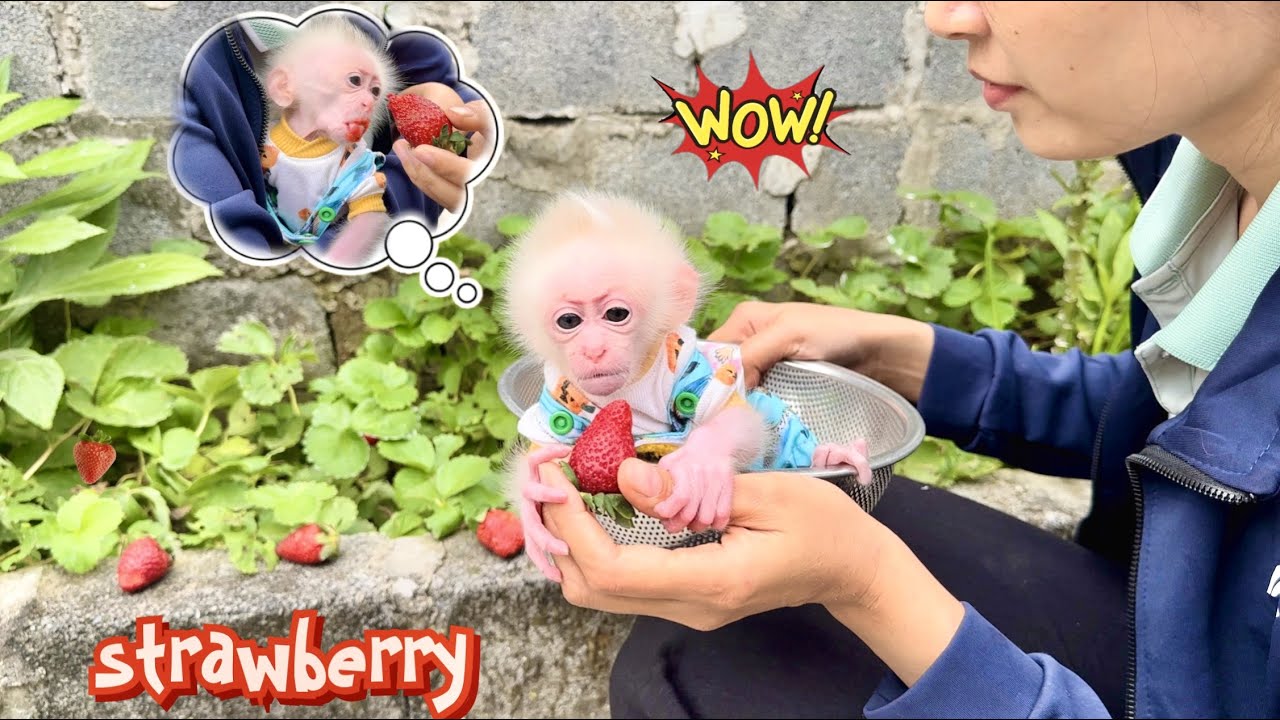Baby Monkey Abi and his mother went to the garden to harvest strawberry ...