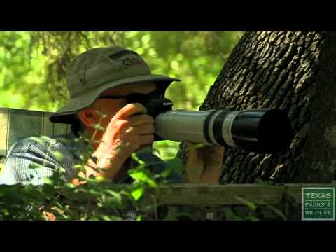 2011 Lone Star Land Steward: Warbler Woods - YouTube