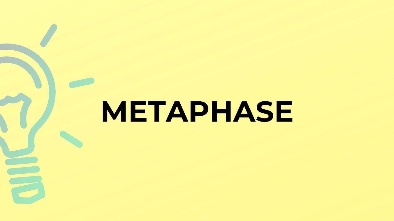 What is the meaning of the word METAPHASE? - YouTube