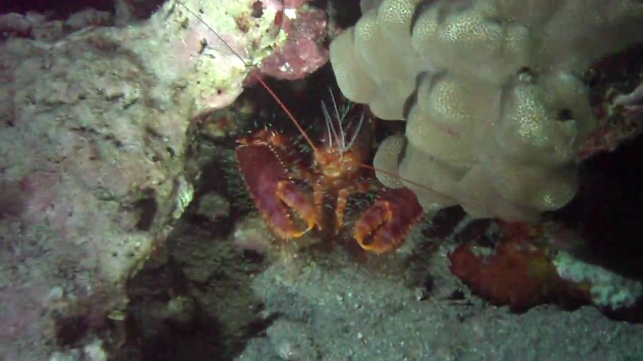 Hawaiian Red Lobster - YouTube