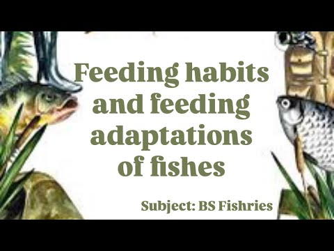 Feeding habits and feeding adaptations of fishes | BS fisheries ...