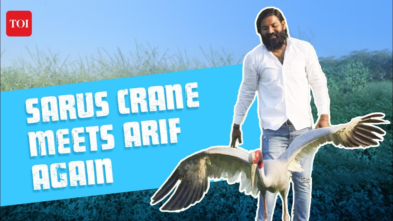 Watch: Sarus crane’s joy knows no bounds as it meets rescuer Arif after ...