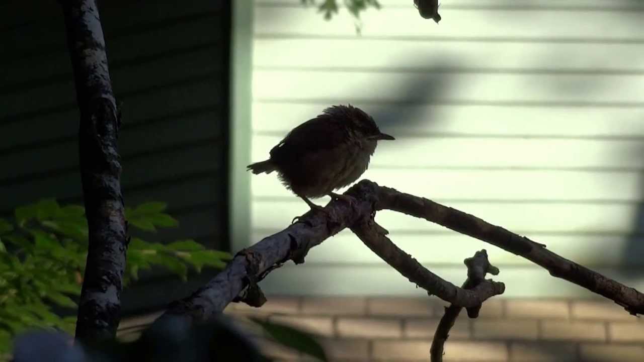 Baby bird's first flight! - YouTube
