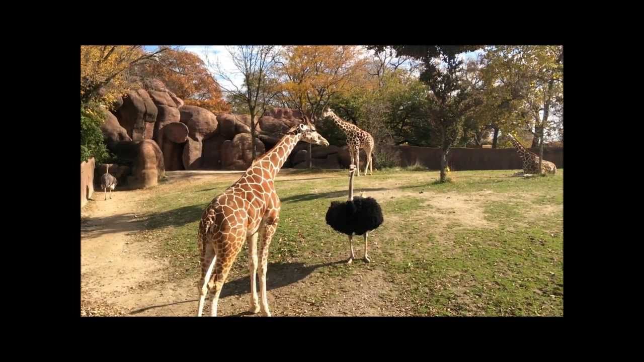 Giraffe versus Ostrich 2 - YouTube