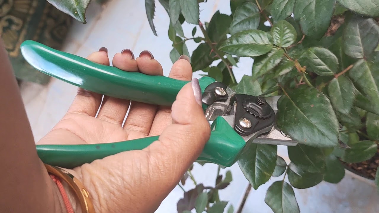 How to Cut Rose leaves to get more blooming .វិធីកាត់មែកផ្កាកូលាប ...