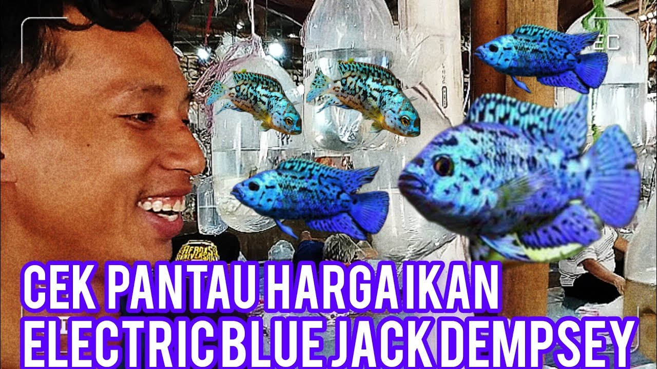 Update Harga Ikan Siklid EBJD ‼️Pasar Ikan Hias Parung - YouTube