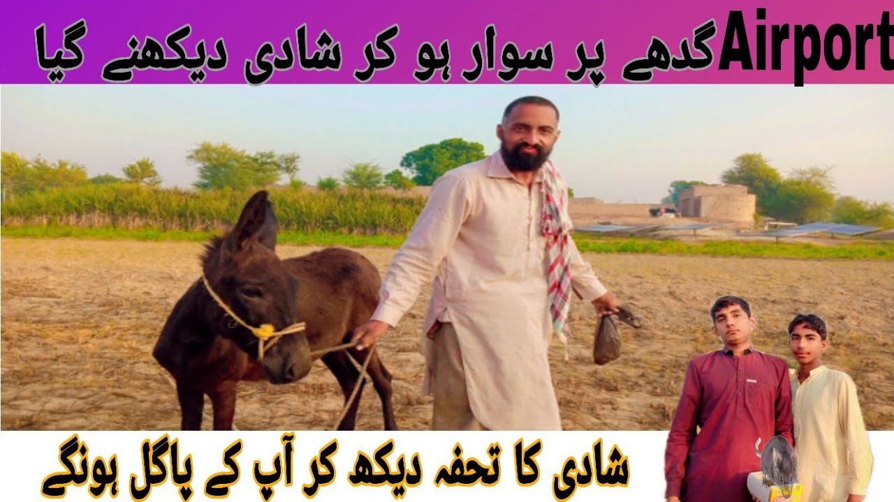 Airport Donkey Pr Swar Ho Kar Shadi Py Jaty Hovy || Airport Very Funny ...