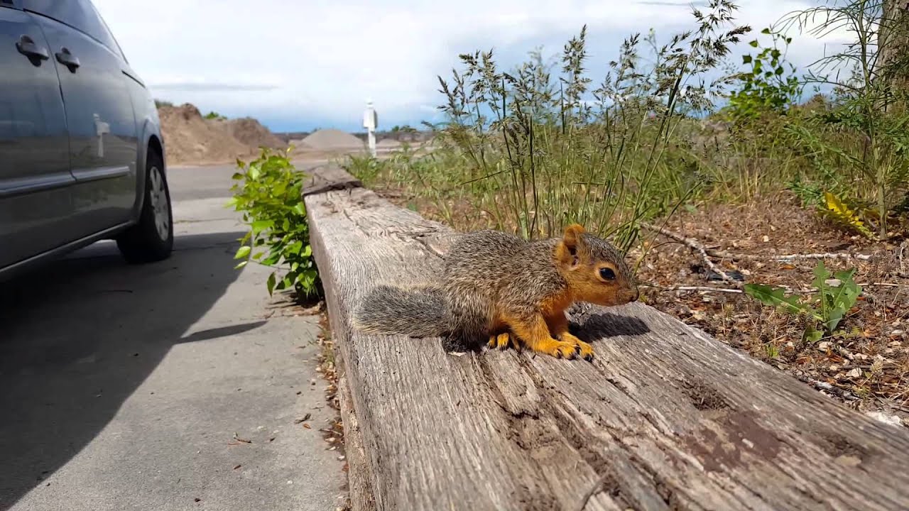 Releasing baby squirrel. First attempt - YouTube