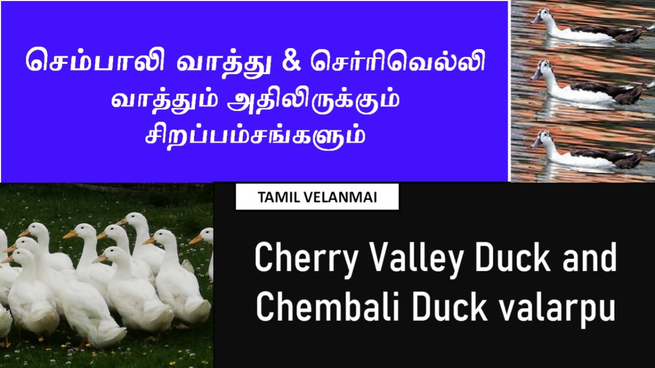 Cherry Valley and Chembali Vathu valarpu || Tamil Velanmai - YouTube