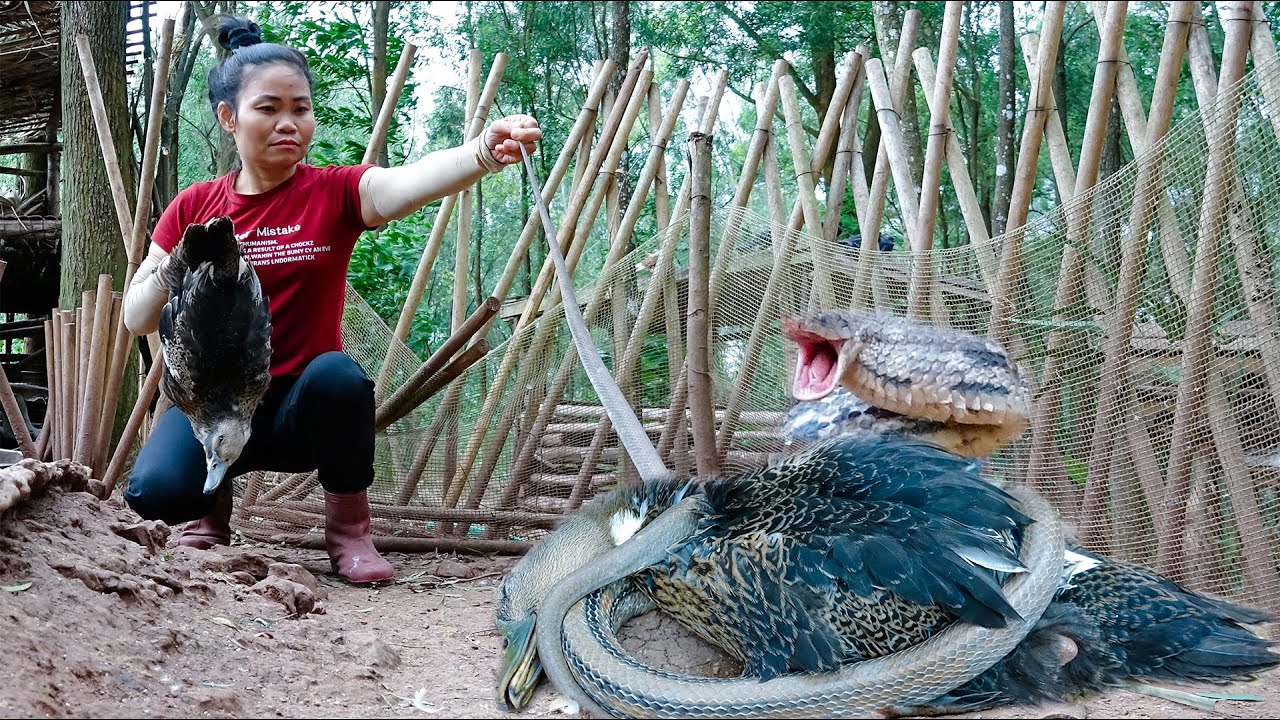 Bad day - Giant Snake Attacks Duck Farm - Harvesting Chicken Eggs goes to Market Sell | My Free ...