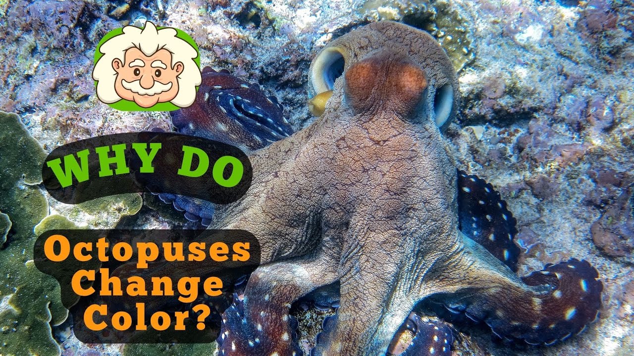 Why Do Octopuses Change Color? Is That a Mood or a Mating Display ...