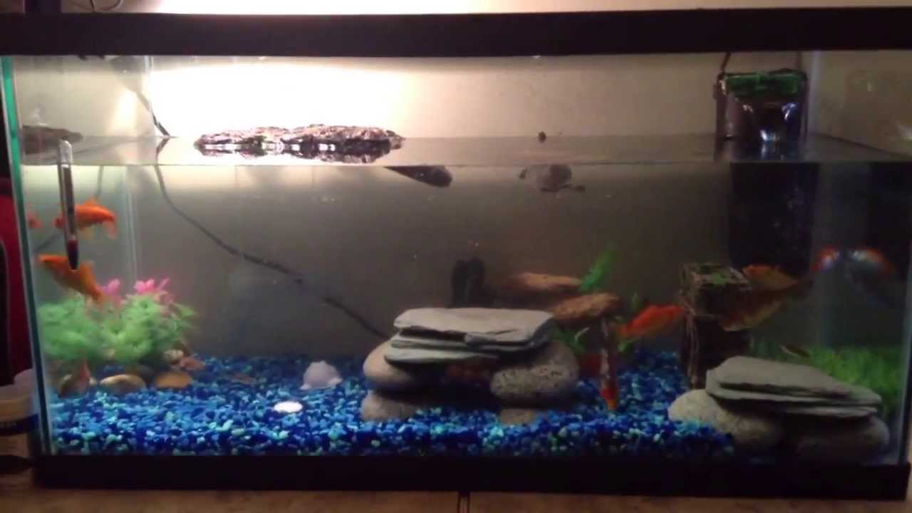 Worlds most beautiful and simplest 25 gallon tank - YouTube