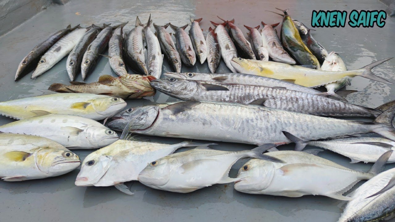 mancing tengiri tuas teluk bayu gasak - YouTube