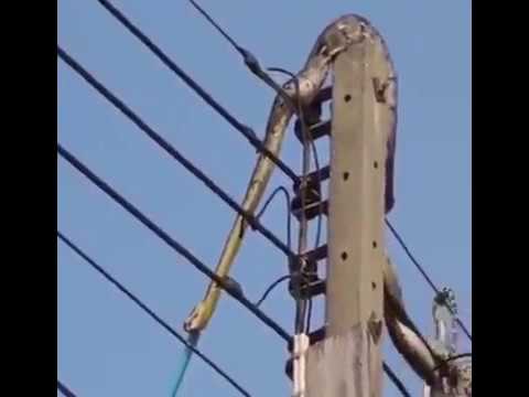 A 7 Foot Python Is About To Get Electrocuted - YouTube