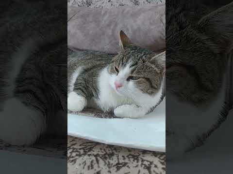 Azer Bülbül - Duygularım dinlerken efkarlanan kedi