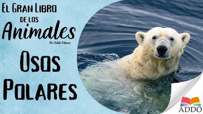 Imágenes De Osos Polares Para Niños Osos Polares En Una Flotación