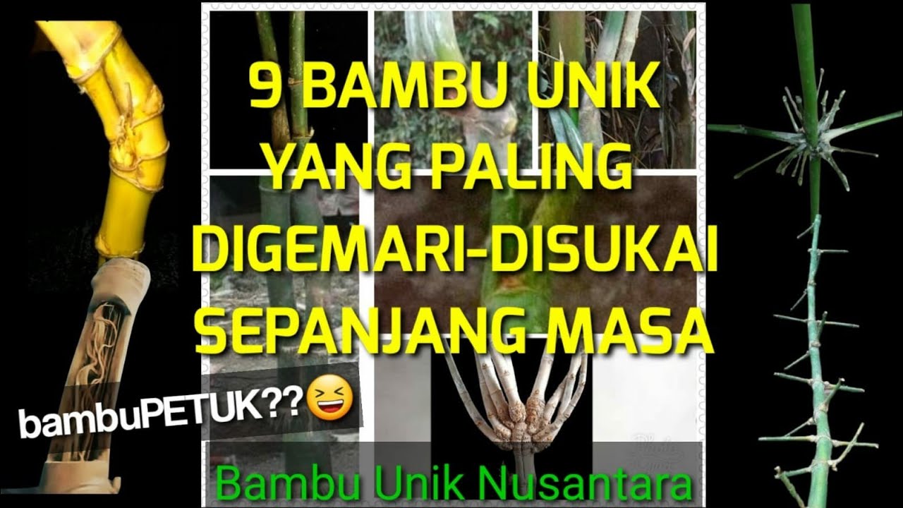 9 JENIS BAMBU UNIK PALING DIGEMARI-DISUKAI SEPANJANG MASA|| BAMBU UNIK ...