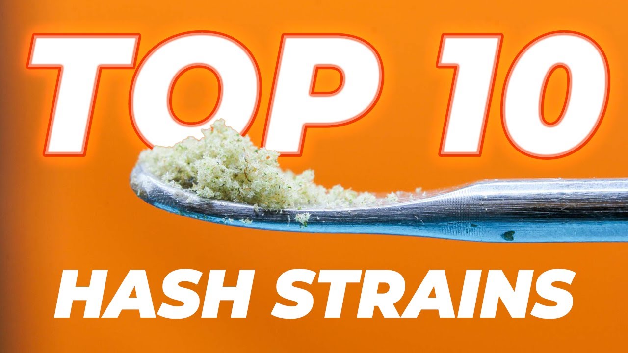 🏆 Top 10 Hash Strains 🍯 | The Fast Buds for making Rosin & Extracts ...