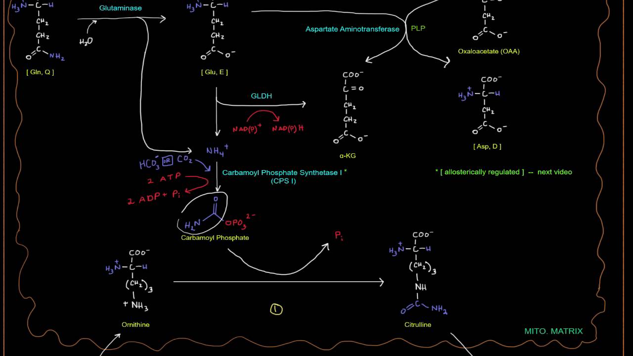 Urea Cycle (Part 3 of 5) - Big Picture with Enzymes, GLDH, Glutaminase ...
