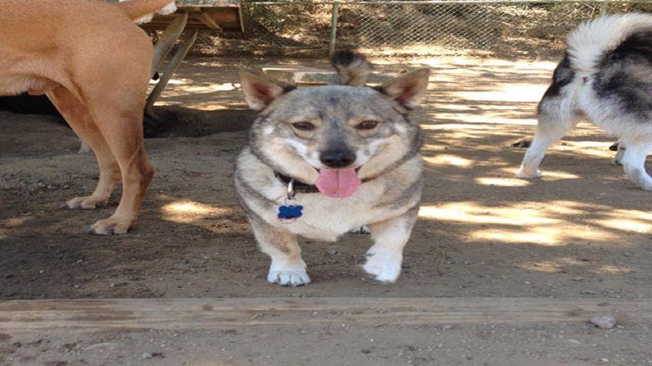 This Swedish Vallhund Is A Wolf That Stays A Pup Forever - YouTube