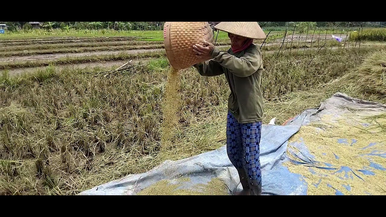 Penen padi manual #panenpadi #sawah #tani - YouTube