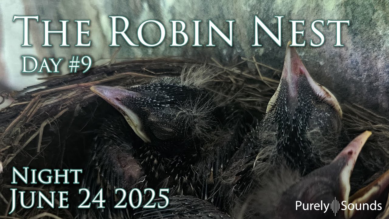 Robin Nest Live Cam Night – Sleep Like a Baby Robin! 🐣 | June 24th ...