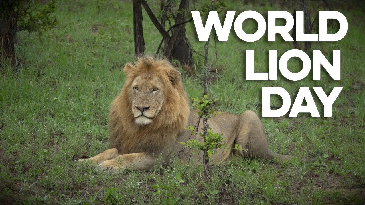 Roaring from the rooftops in celebration of World Lion Day 2018 - YouTube