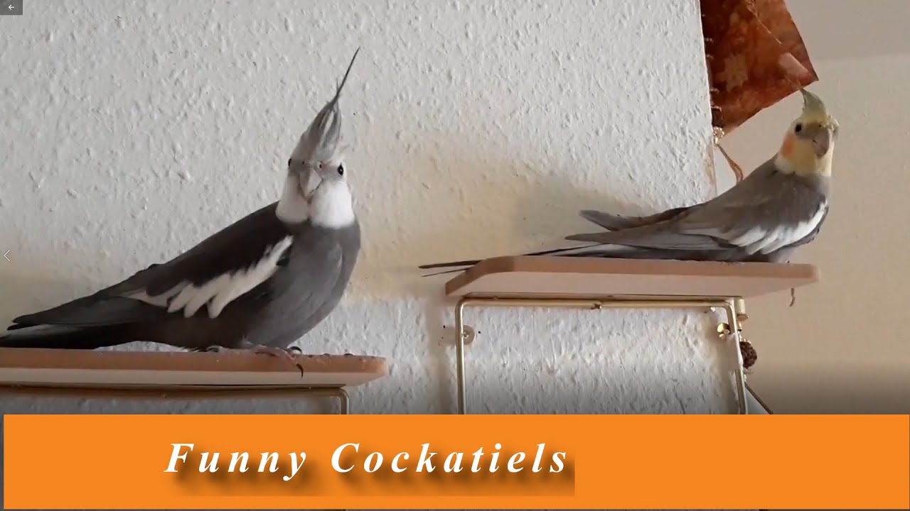 Funny Cockatiels - YouTube